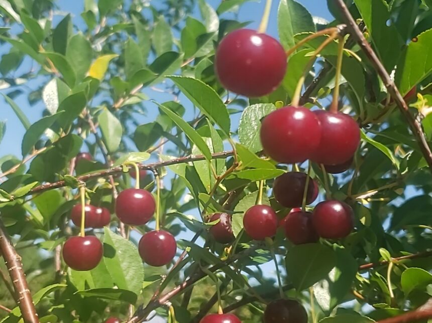 Ditzler Orchard Updates - Ditzler Orchard - U-Pick Apple Orchard